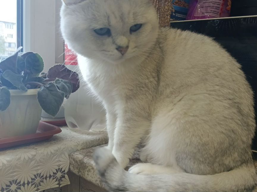 Котик