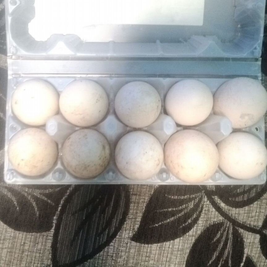 Утиные яйца, на еду и на инкубацию