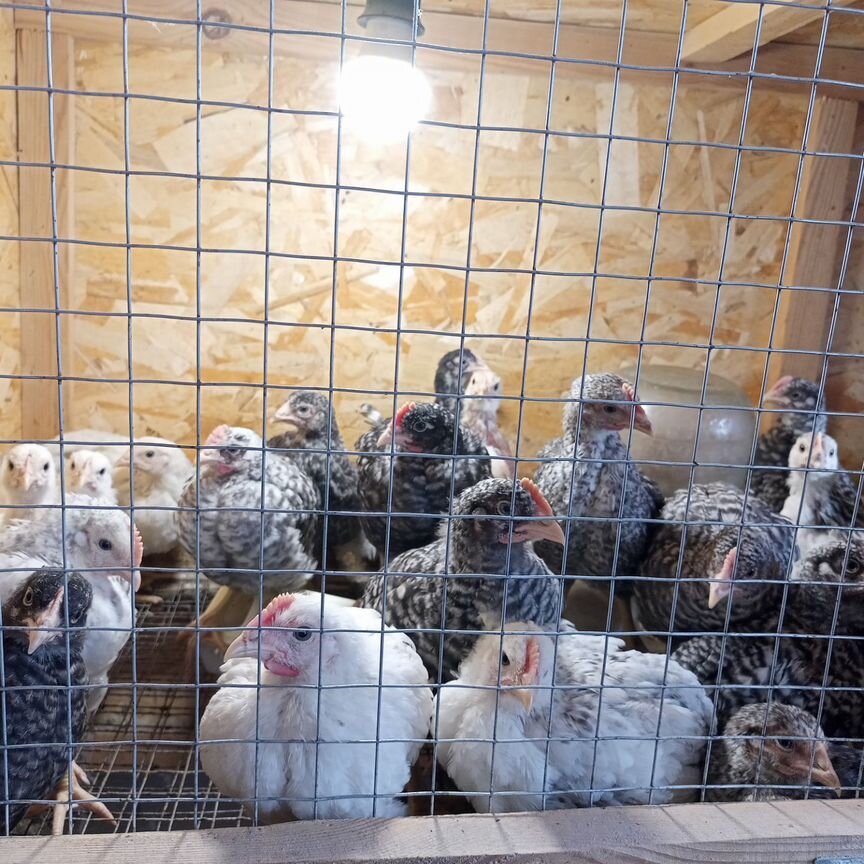 Цыплята несушки