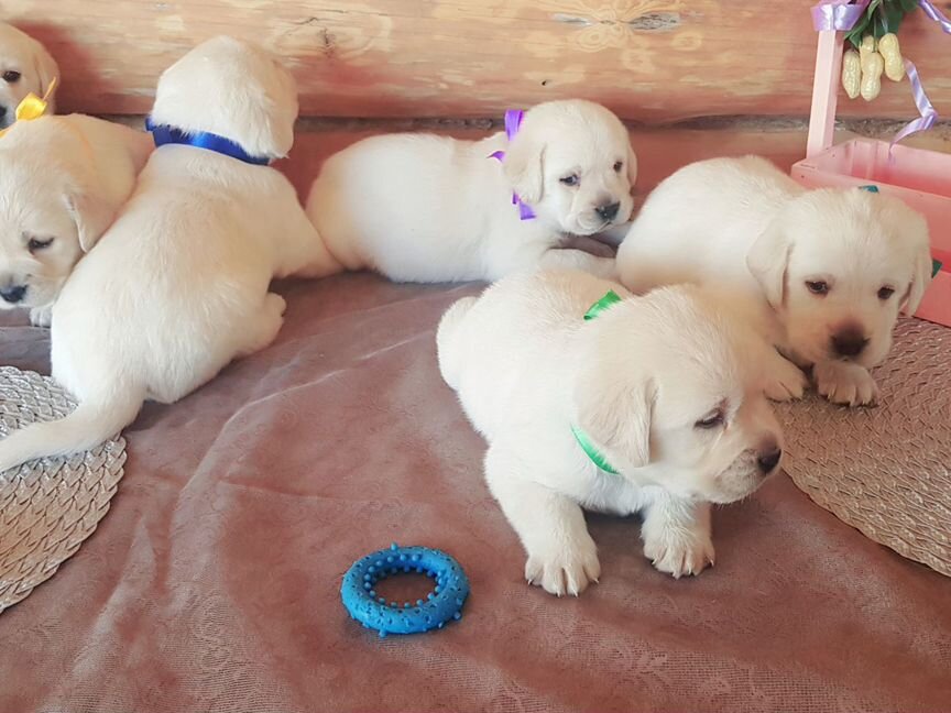 Продаются щенки Лабродетки