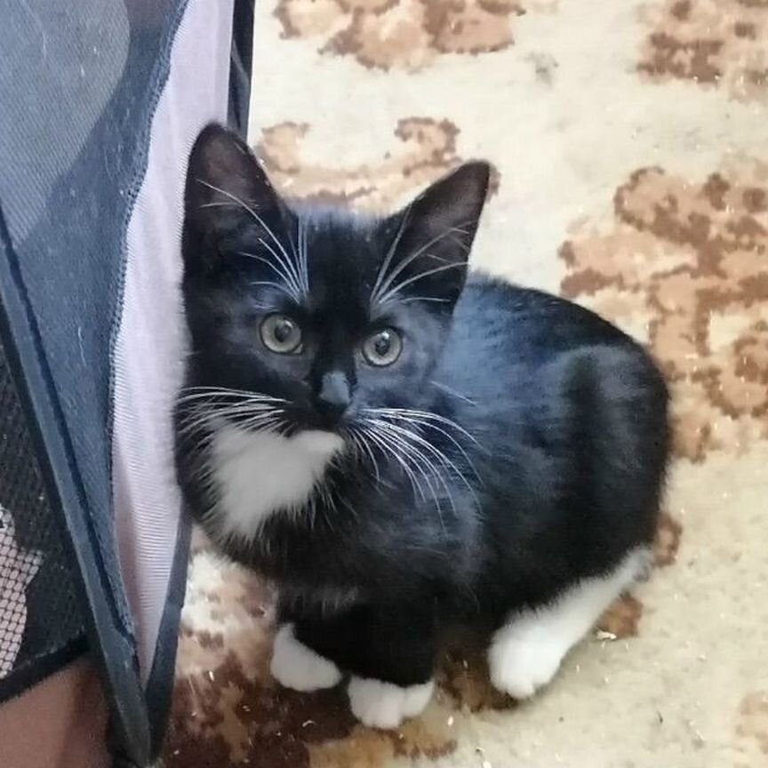 Котёнок в добрые руки
