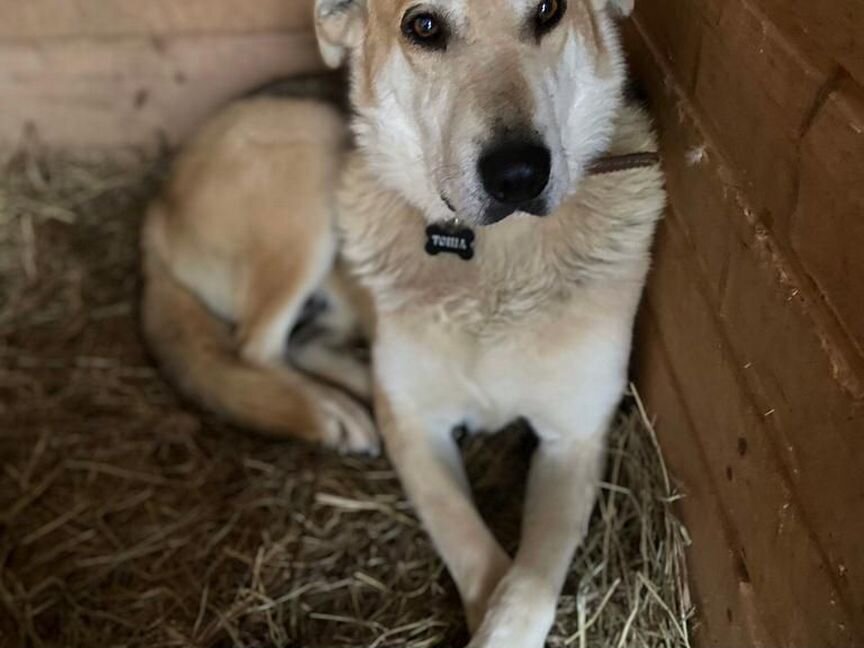 Собака в добрые руки