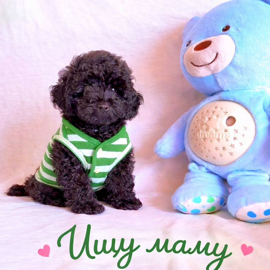 Той-пудель, щенок