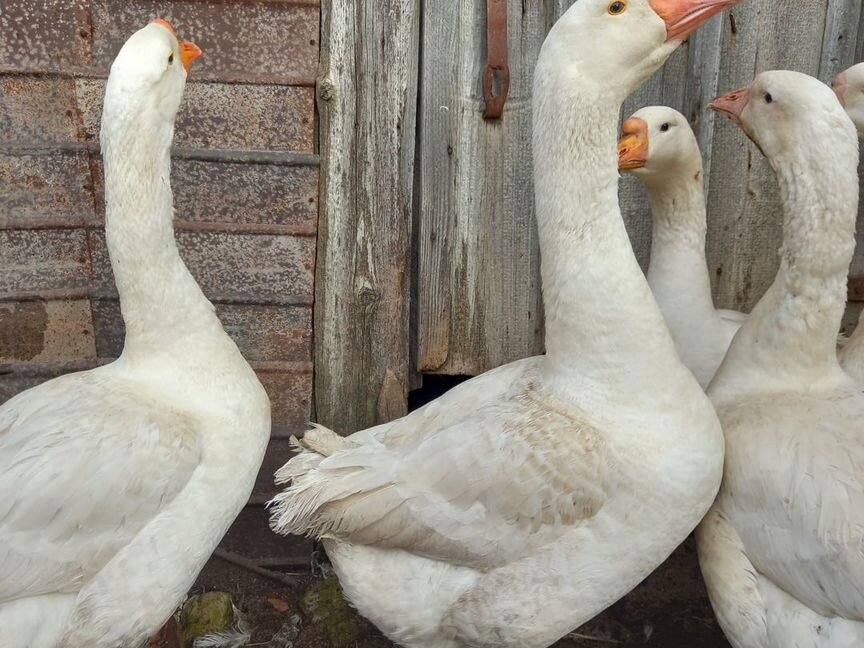 Гуси