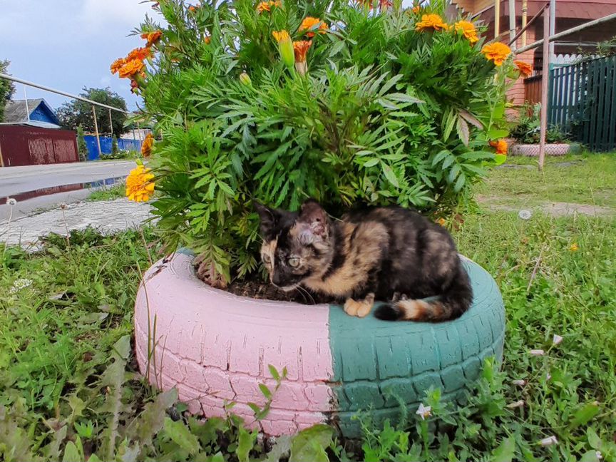 Кошки в добрые руки