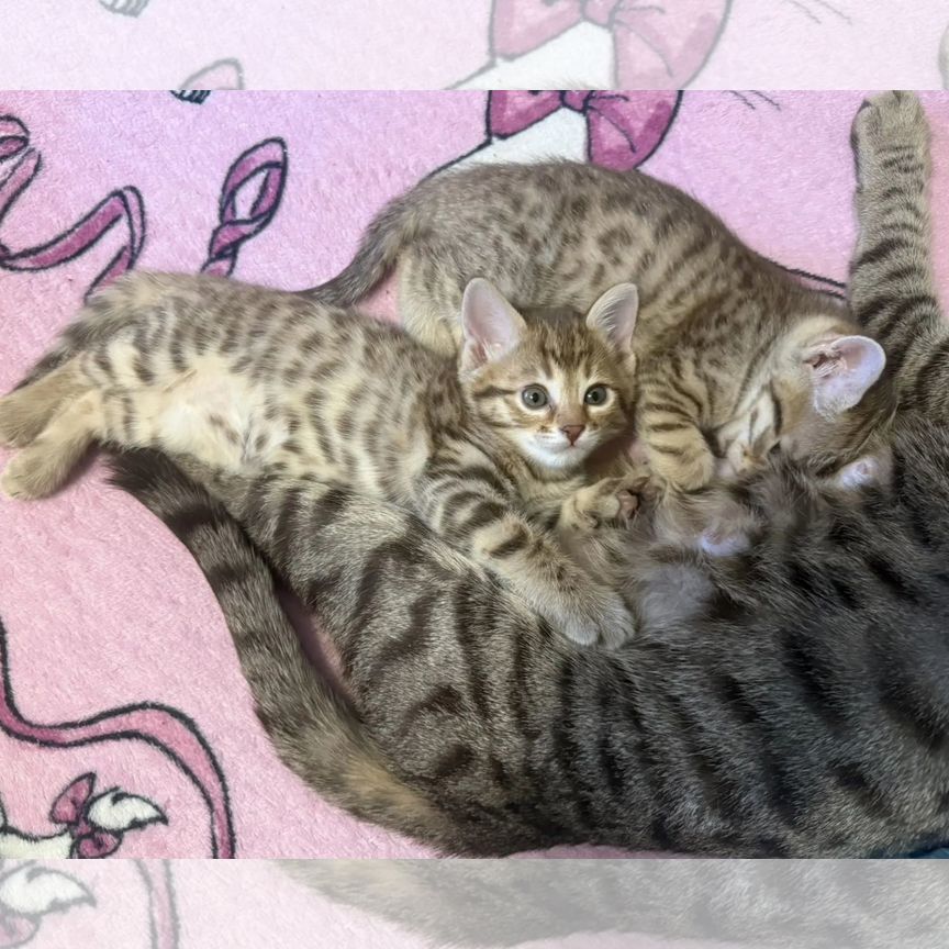 Серенгети котёнок