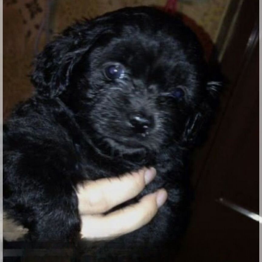 Мальтипу девочка mini f1