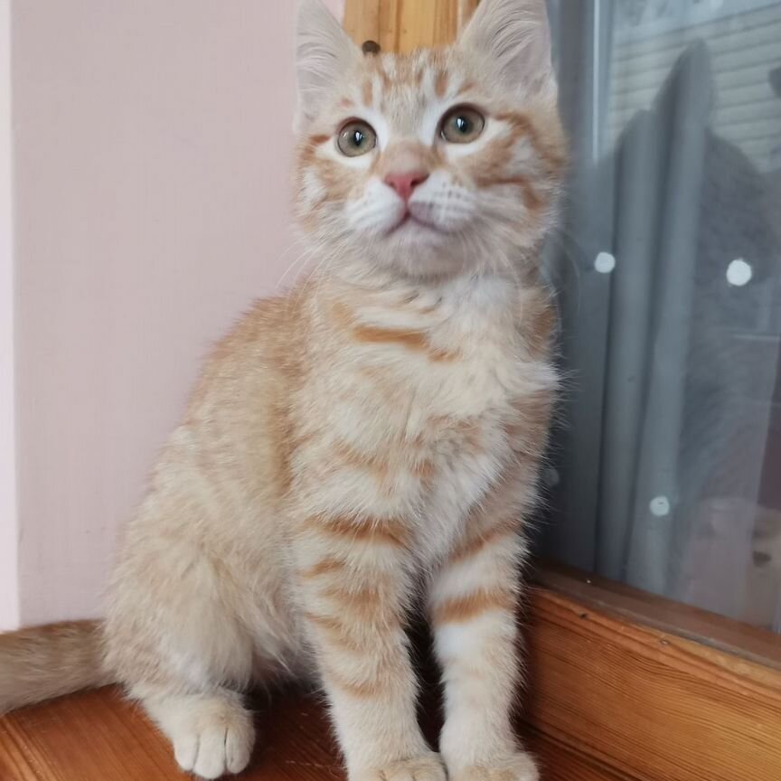 Рыжий котенок девочка