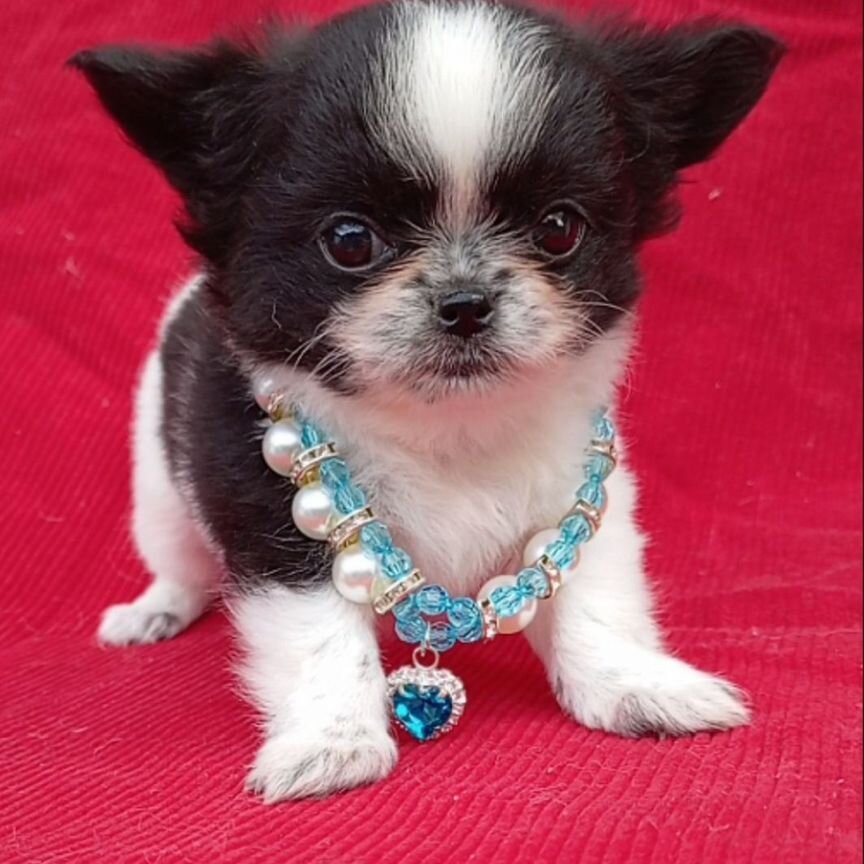 Чихуахуа мини девочка дш