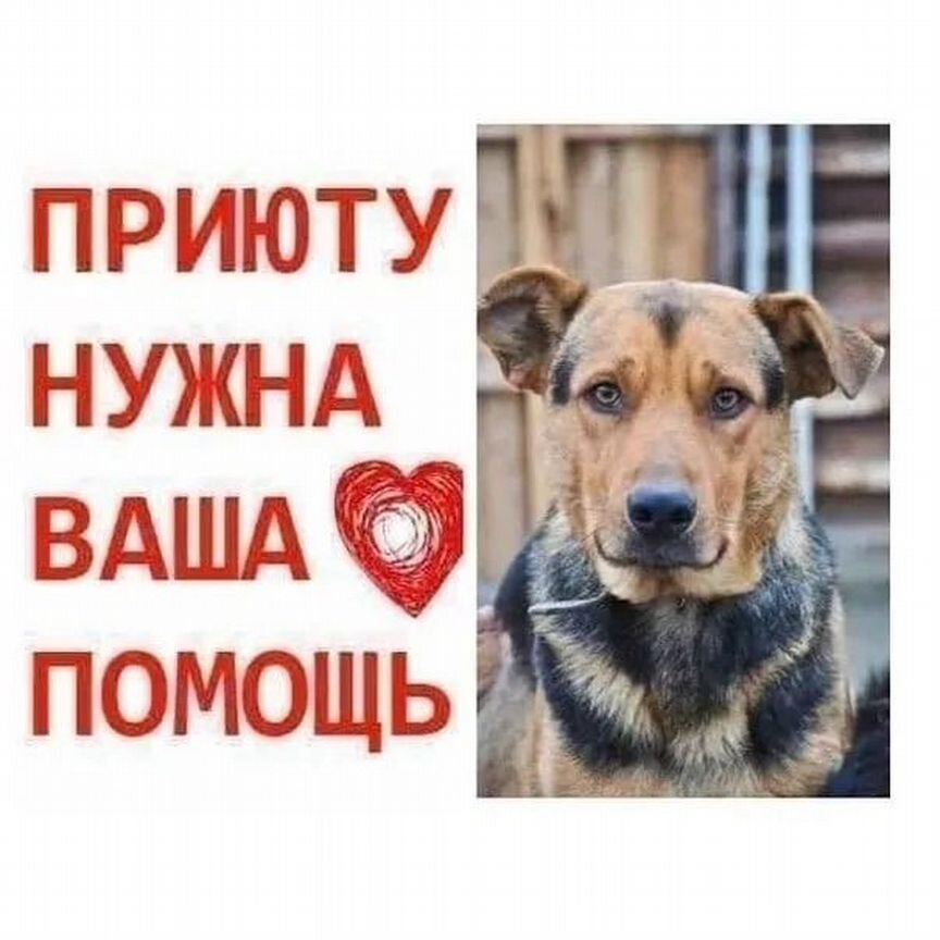 Помочь приюту для собак