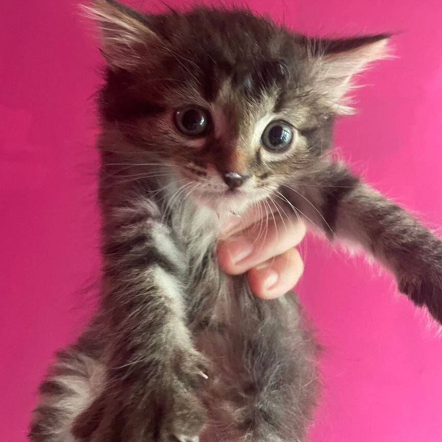 Котёнок в добрые руки