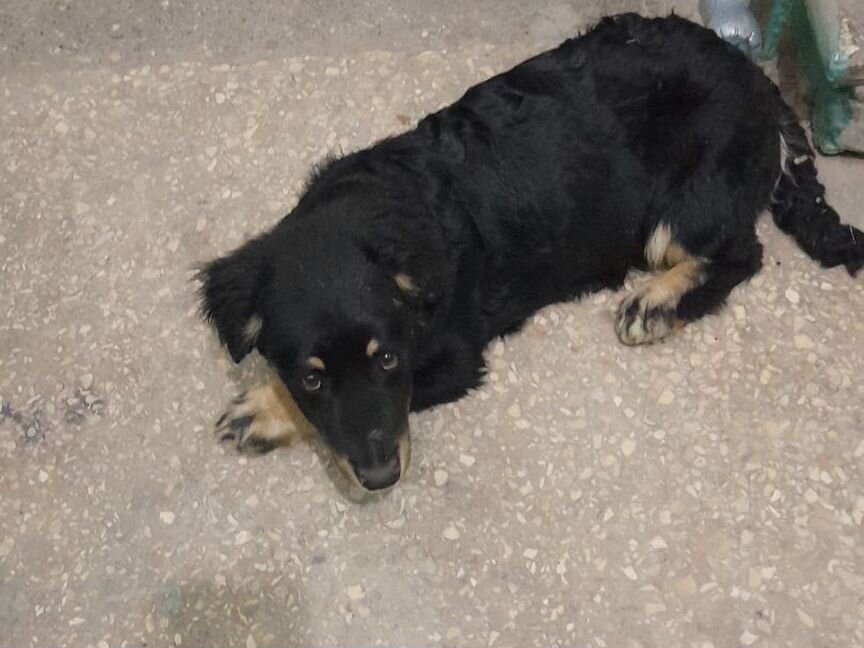 Чья собака Поздно ночью ходит по району