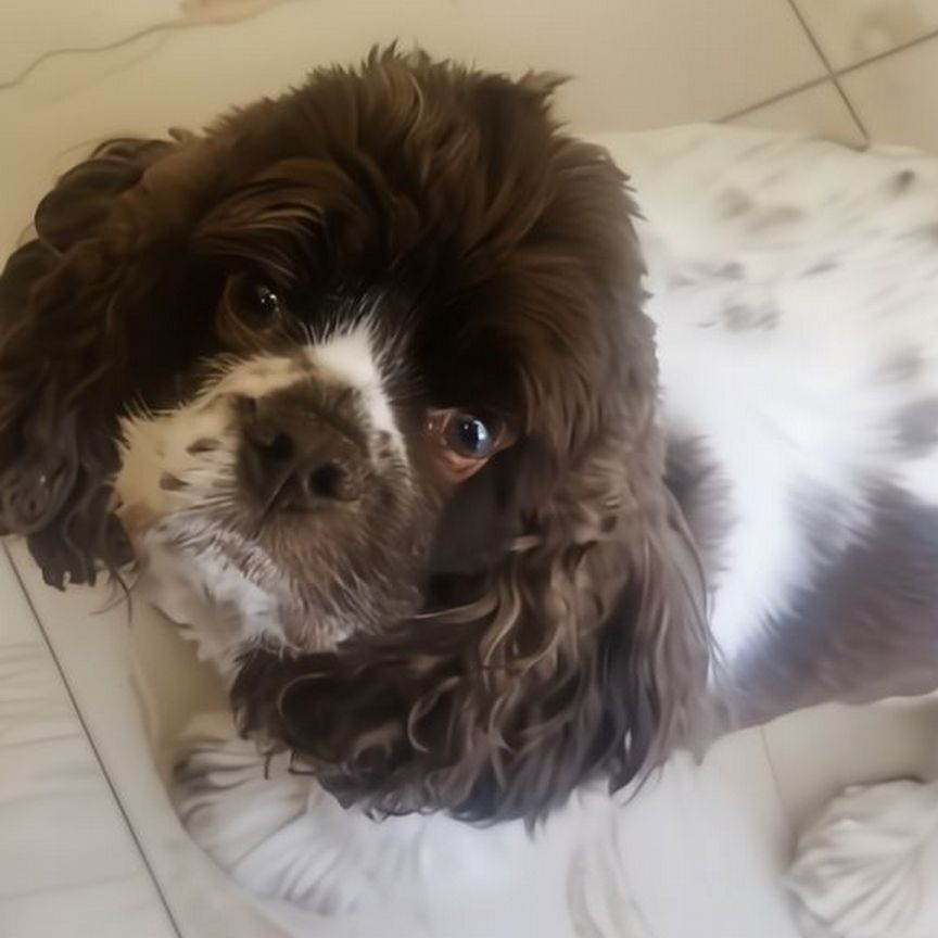 Американский кокер-спаниель, взрослая собака