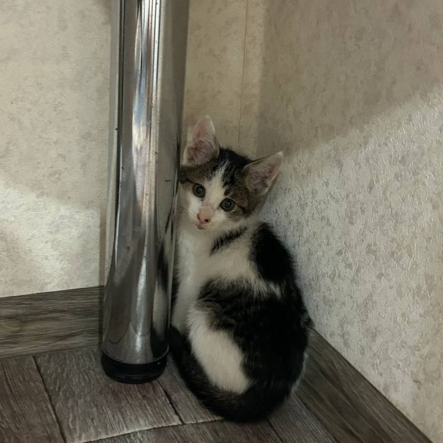 Отдам котенка в добрые руки