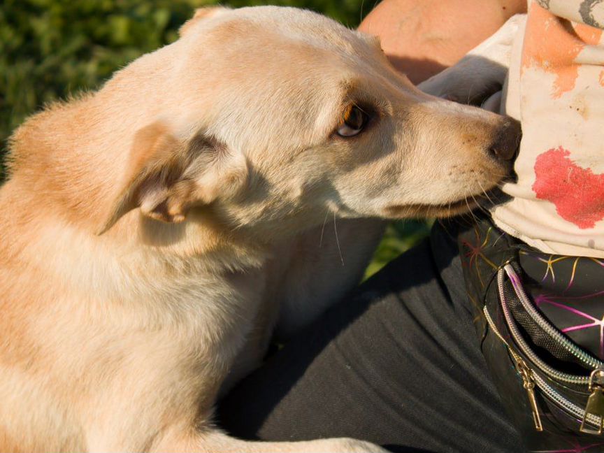 Шикарная девчонка по имени Персик ищет дом