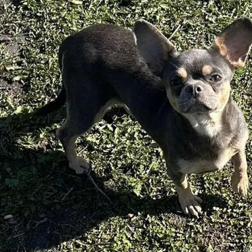 Чихуахуа, взрослая собака