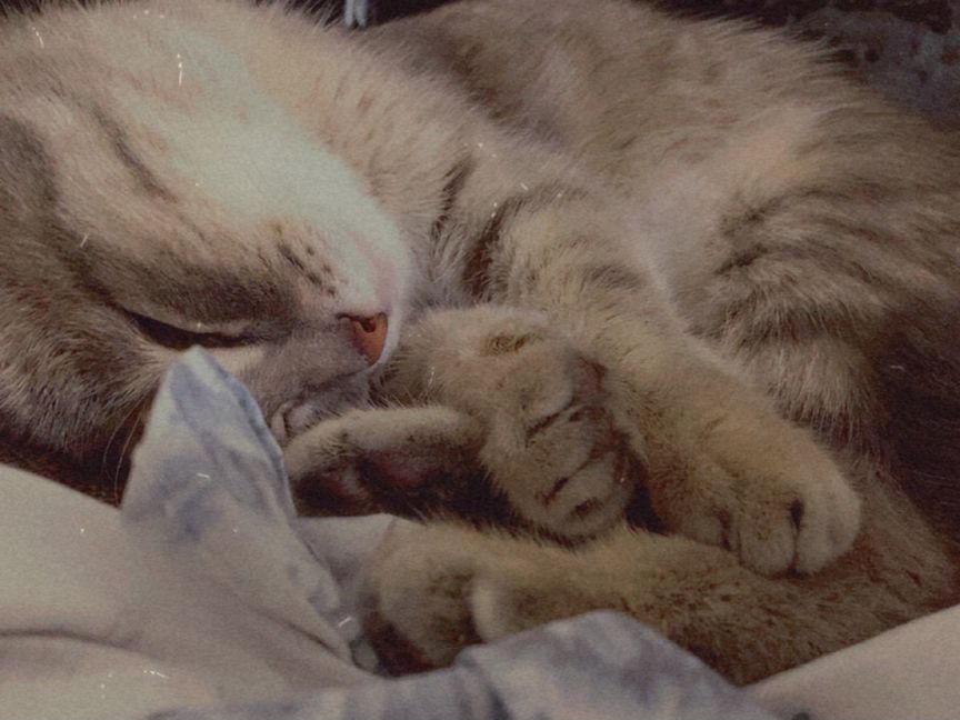 Милашка ищет дом