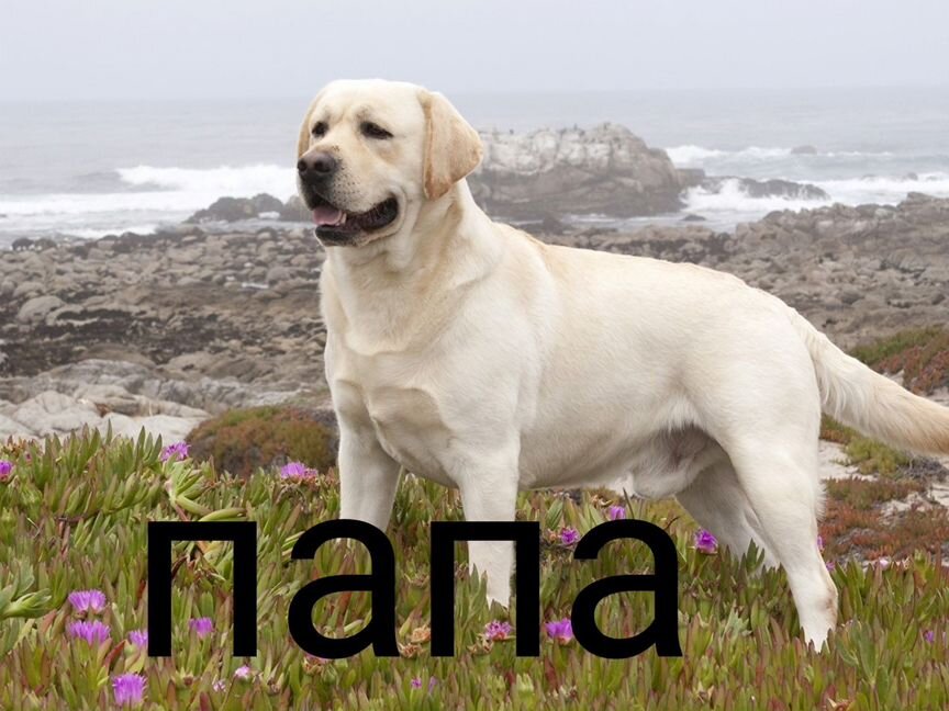 Щенки лабрадора палевые