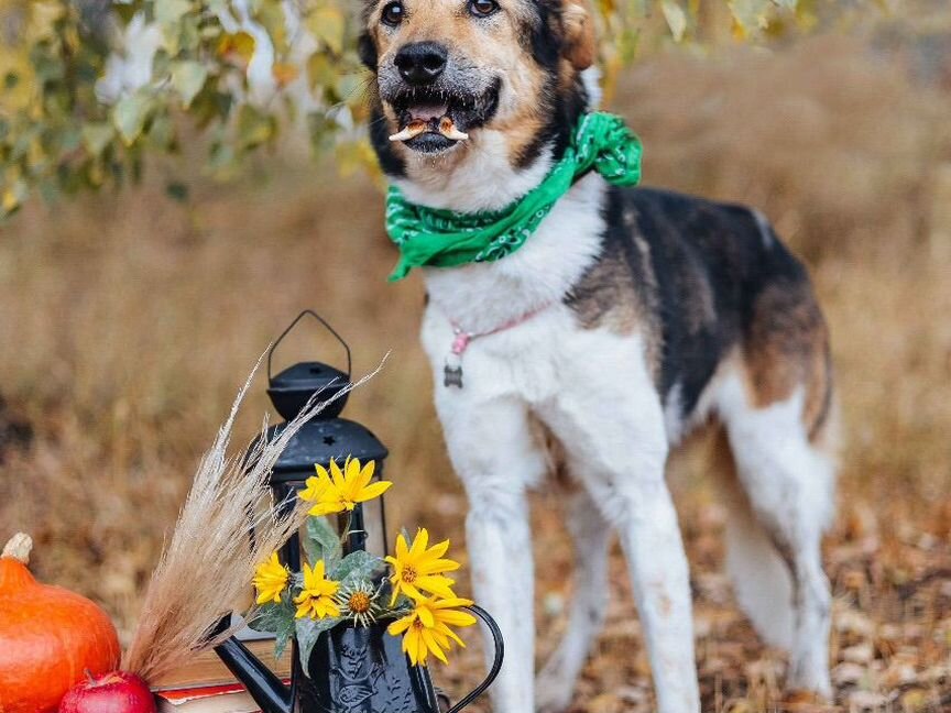 Особенной собаке необходимы дом и семья