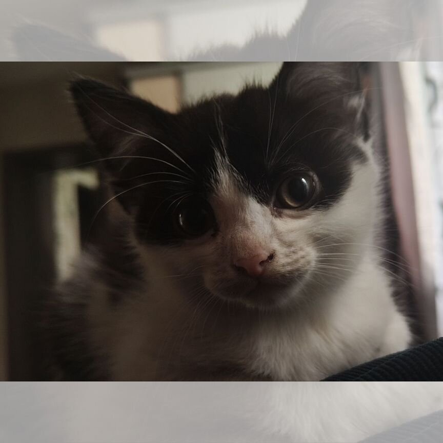 Котёнок в добрые руки
