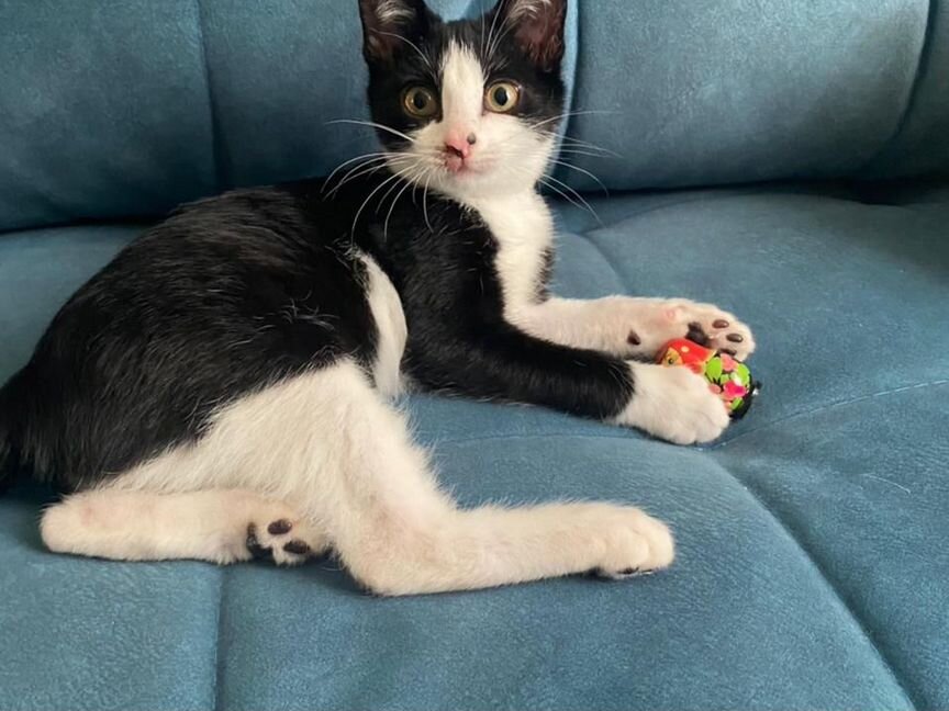 Котенок прям зачонок