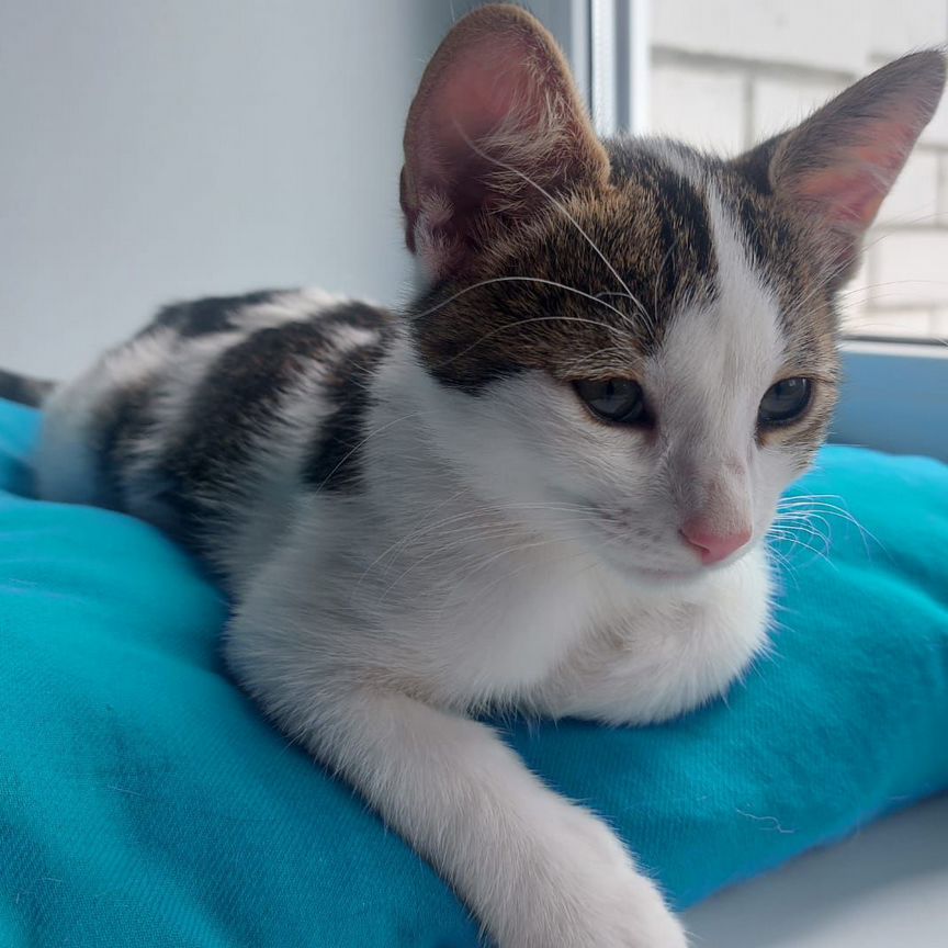 Котенок мальчик бесплатно