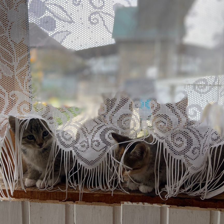 Прекрасные котята