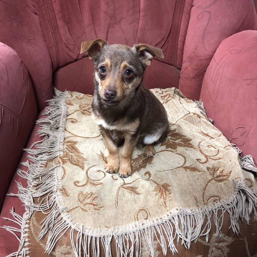 Тойчик метис Дуглас из приюта 4 месяца