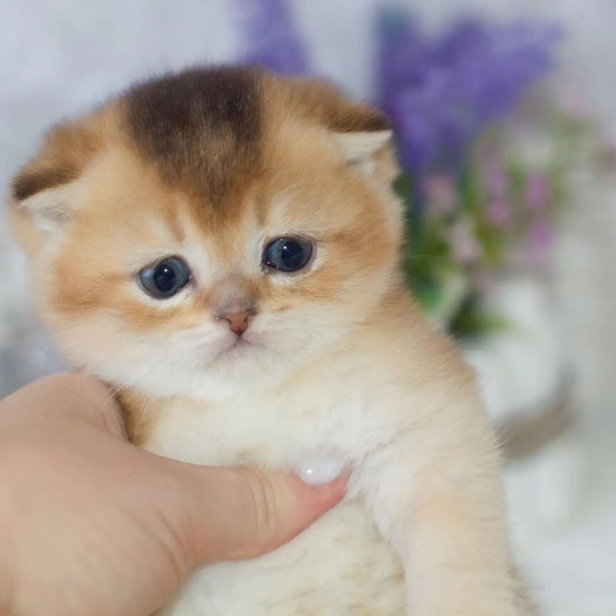 Мальчик Scottish-fold ny25
