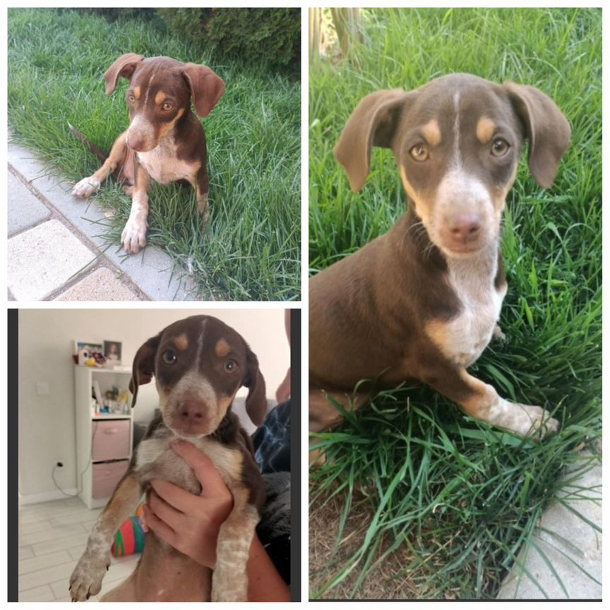 Щенок девчуля со всеми прививками и ветпаспортом