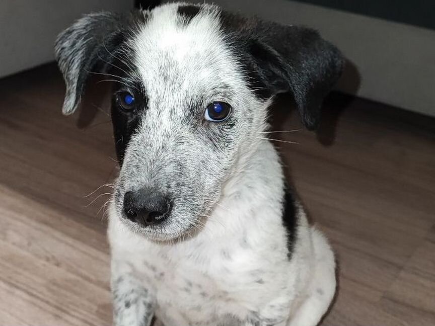 Собака в добрые руки щенок