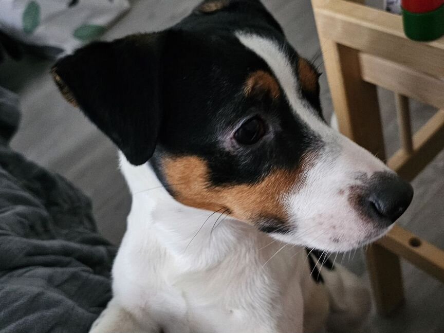 Джек рассел терьер