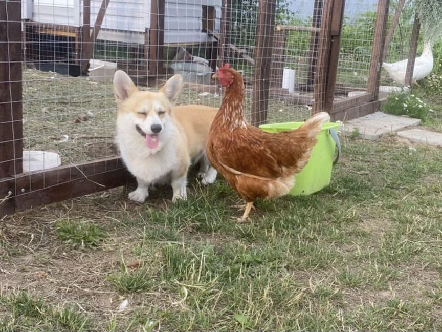 Куры несушки Ломан браун(уже несутся)