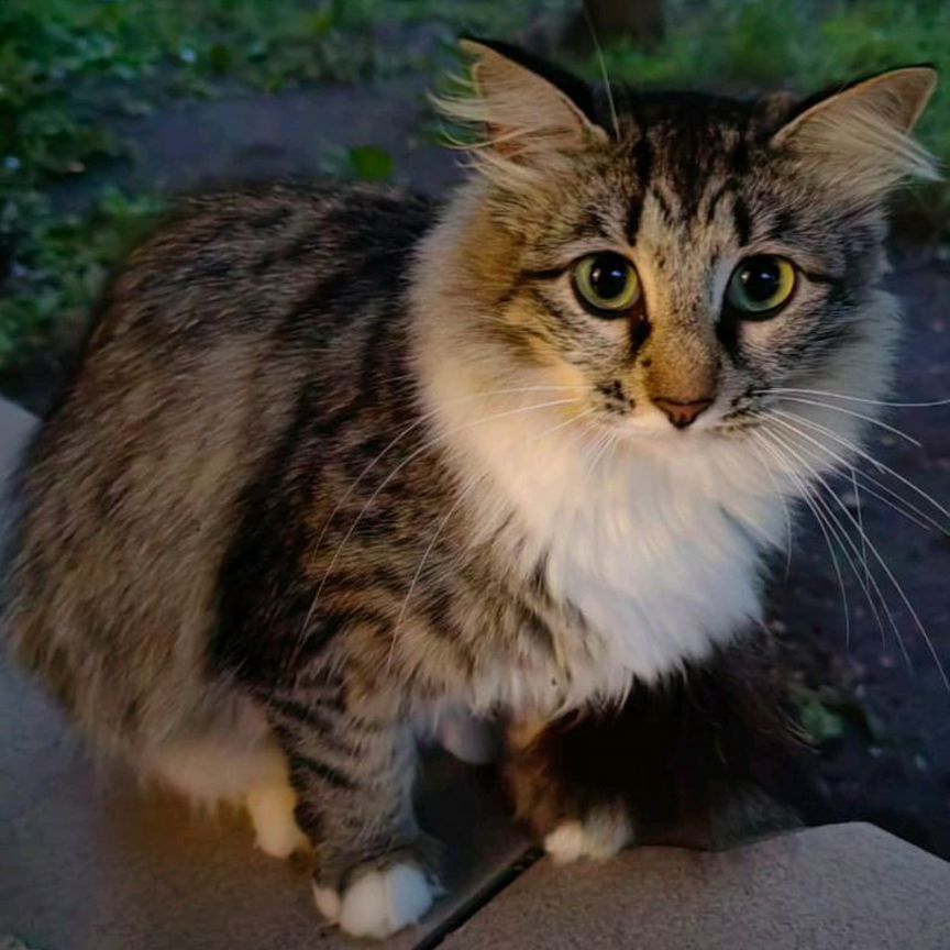 Кошечка