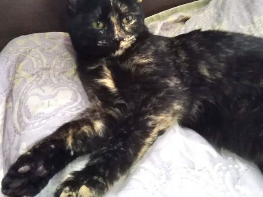 Кошечка подросток 7 месяцев