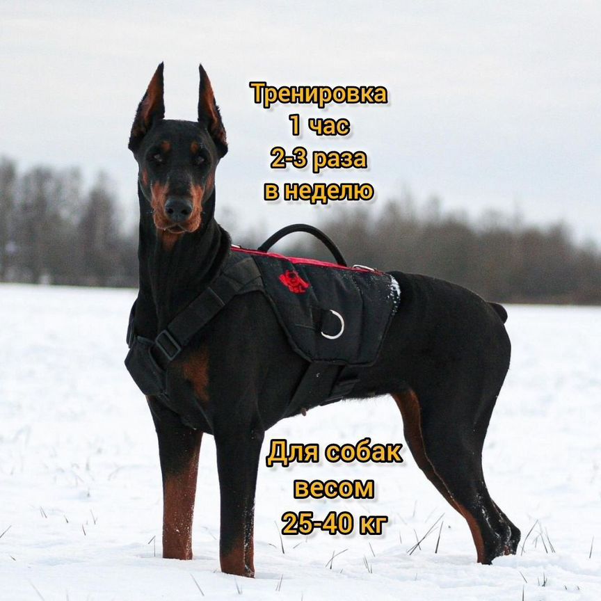 Спортивный жилет для собак с грузом 4 кг