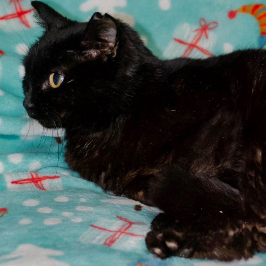 Кошечка в добрые руки