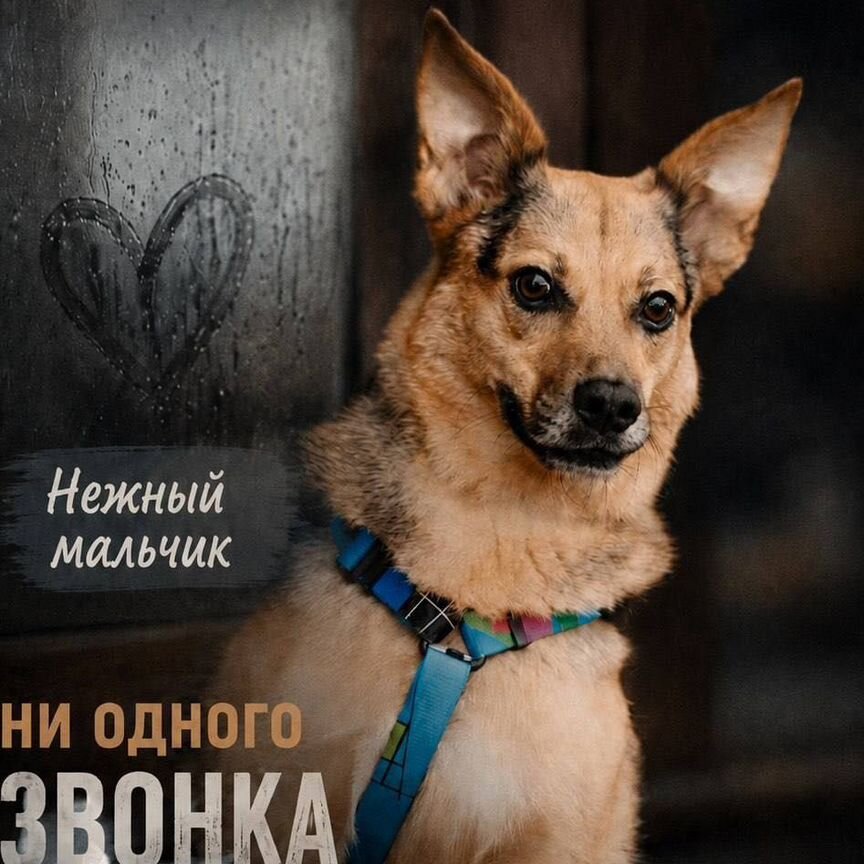 Взрослый пёс в добрые руки