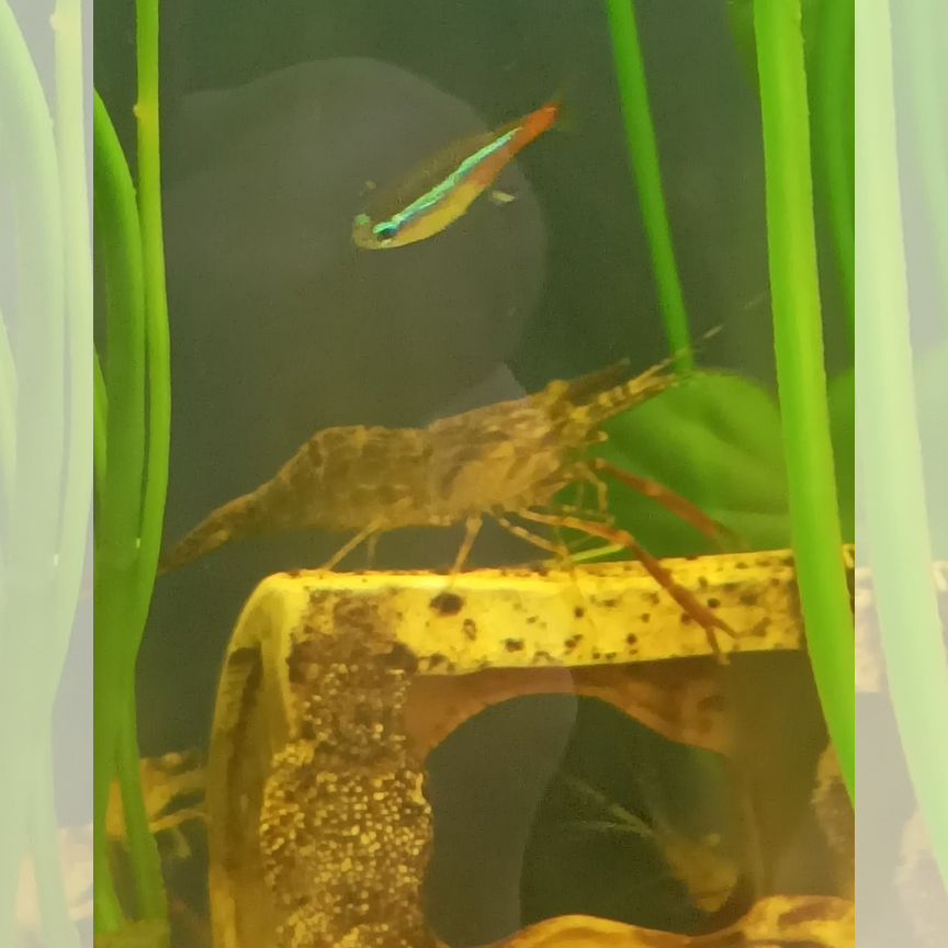 Аквариумные креветки