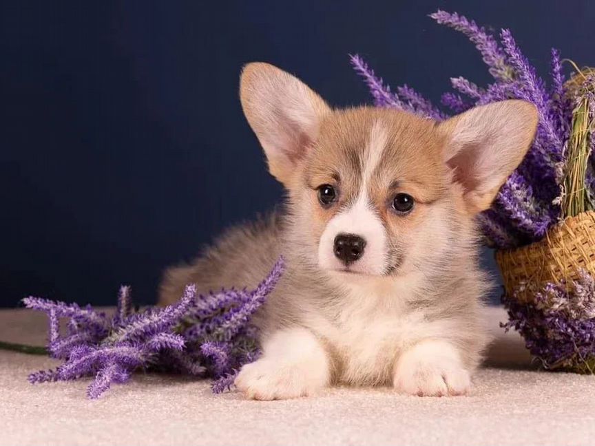 Вельш-корги пемброк