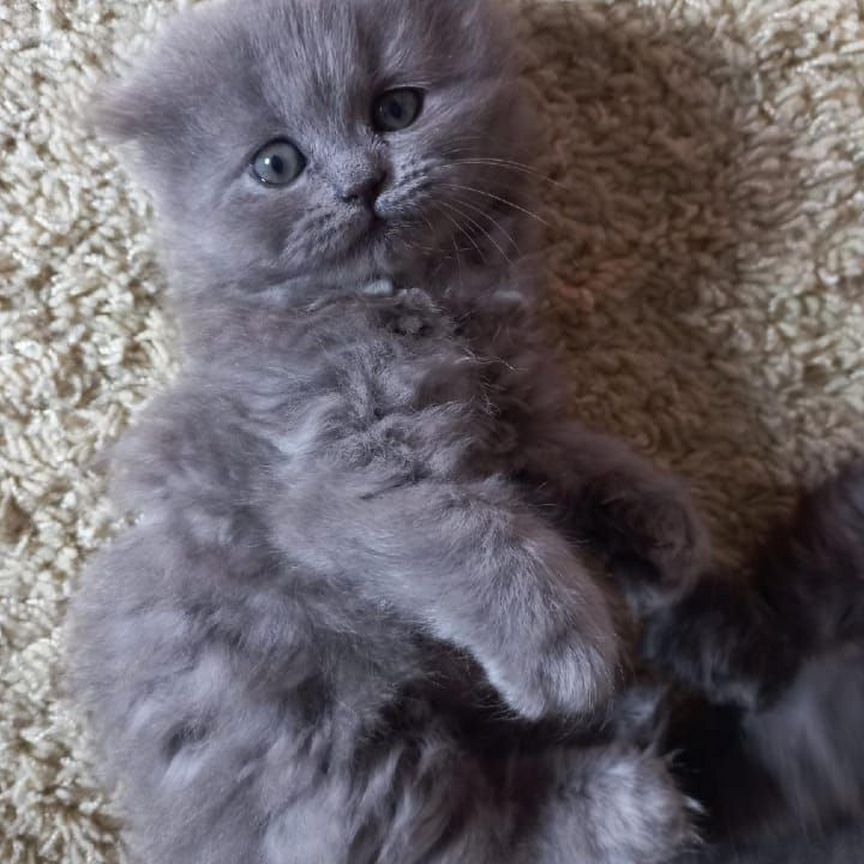 Котята хайленд фолд