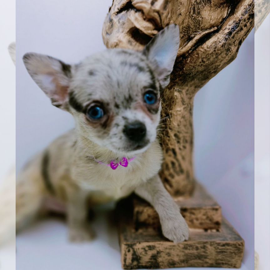 Один на миллион мальчик чихуахуа