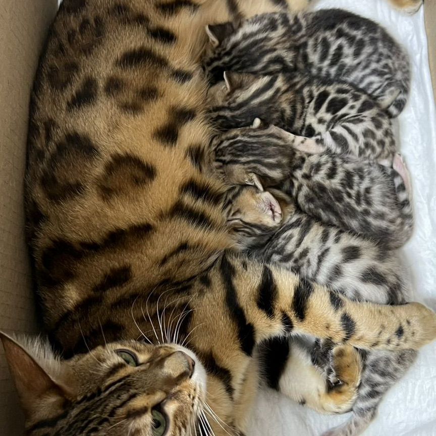 Бенгальские котята