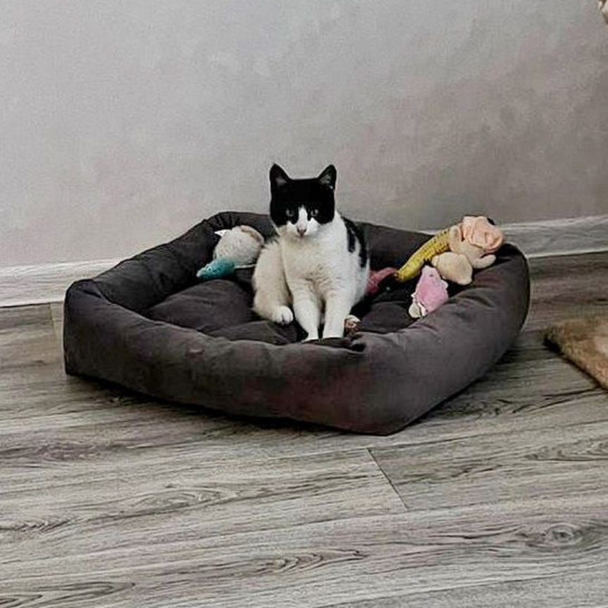 Подари семью бездомному котёнку