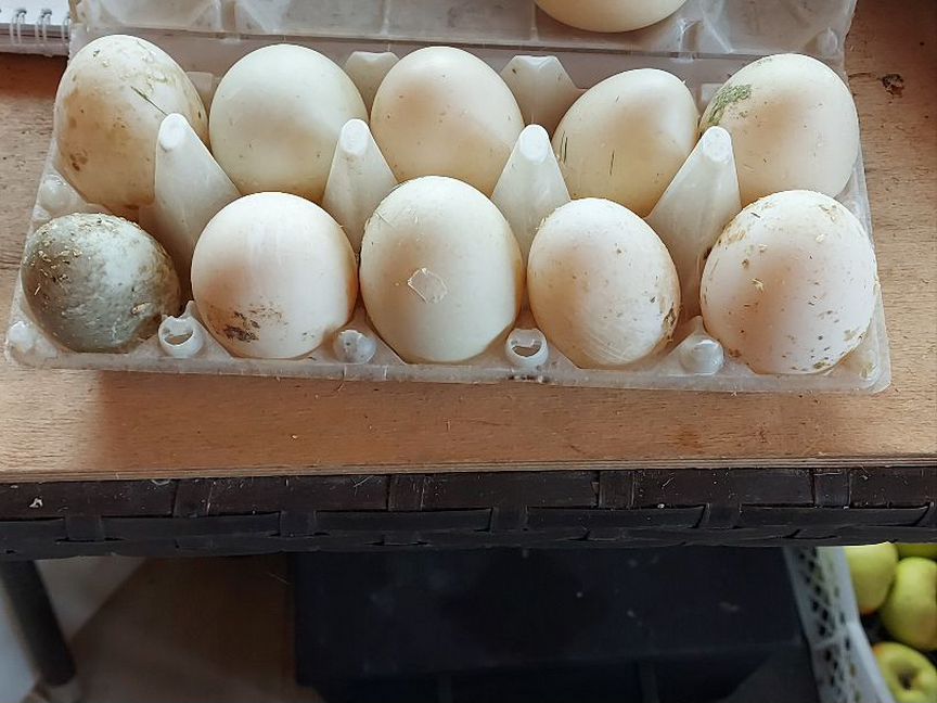 Яйцо домашнее утиное