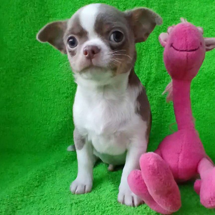 Чихуахуа, щенок