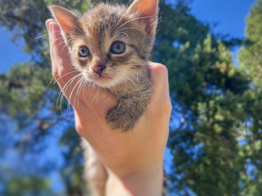 Котята