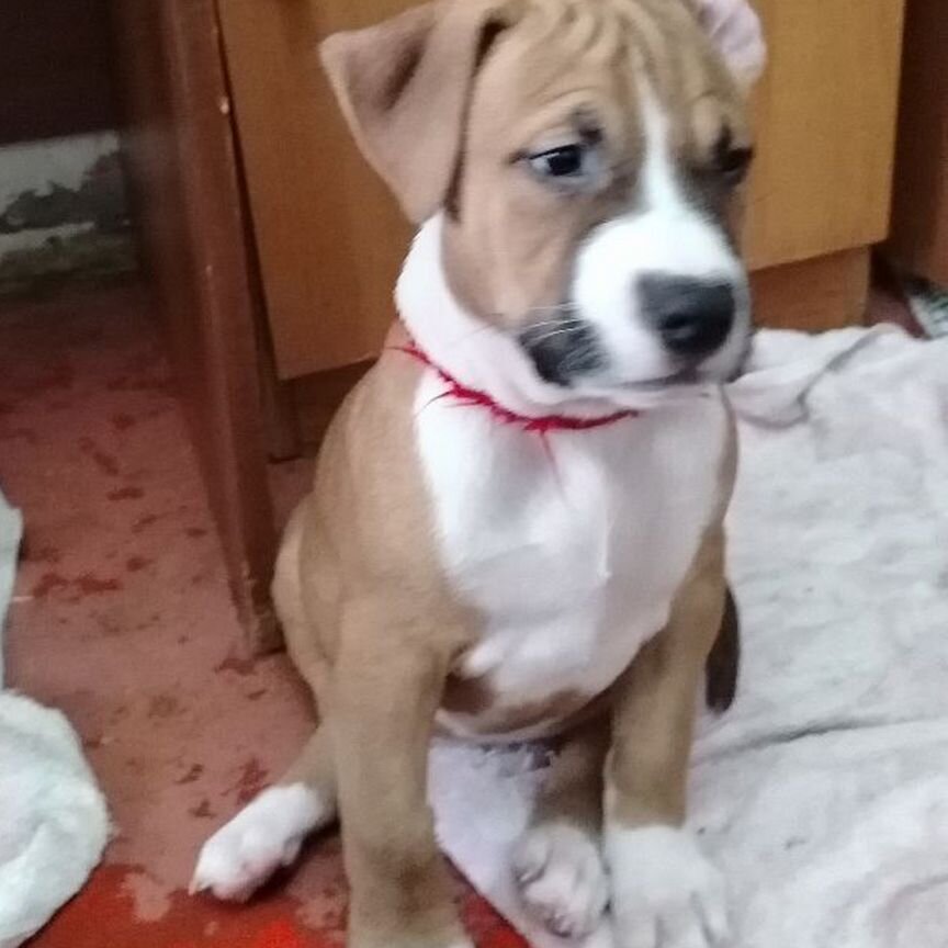 Американский стаффордширский терьер, щенок