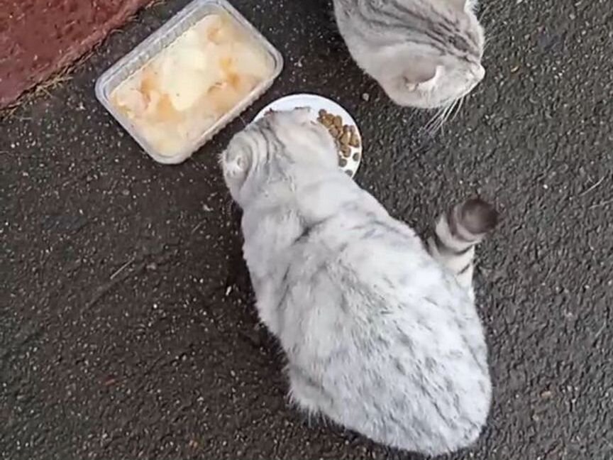 Кот в добрые руки