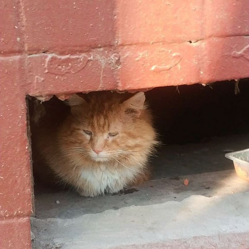 Рыжий пушистый котик в дар